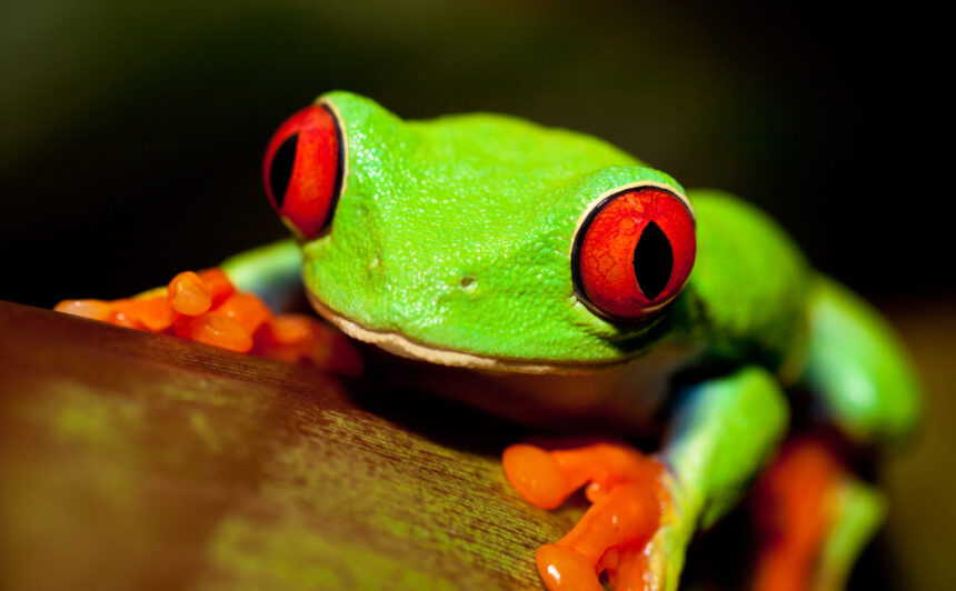 La Rainette aux yeux rouges | Smartbat